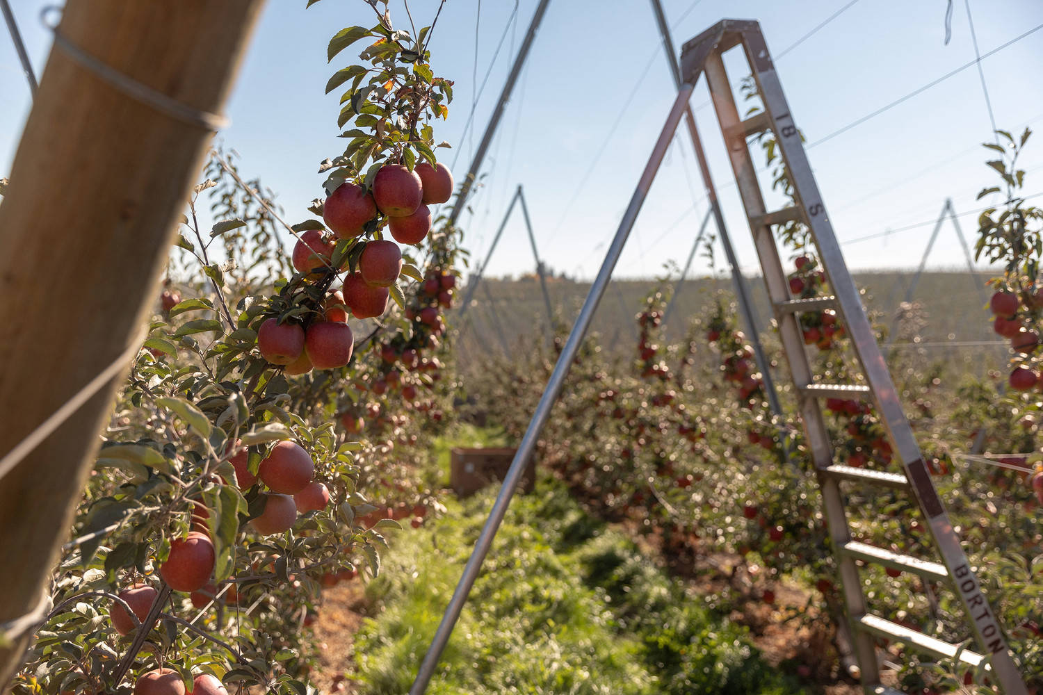Washington State Apples - Borton Fruit