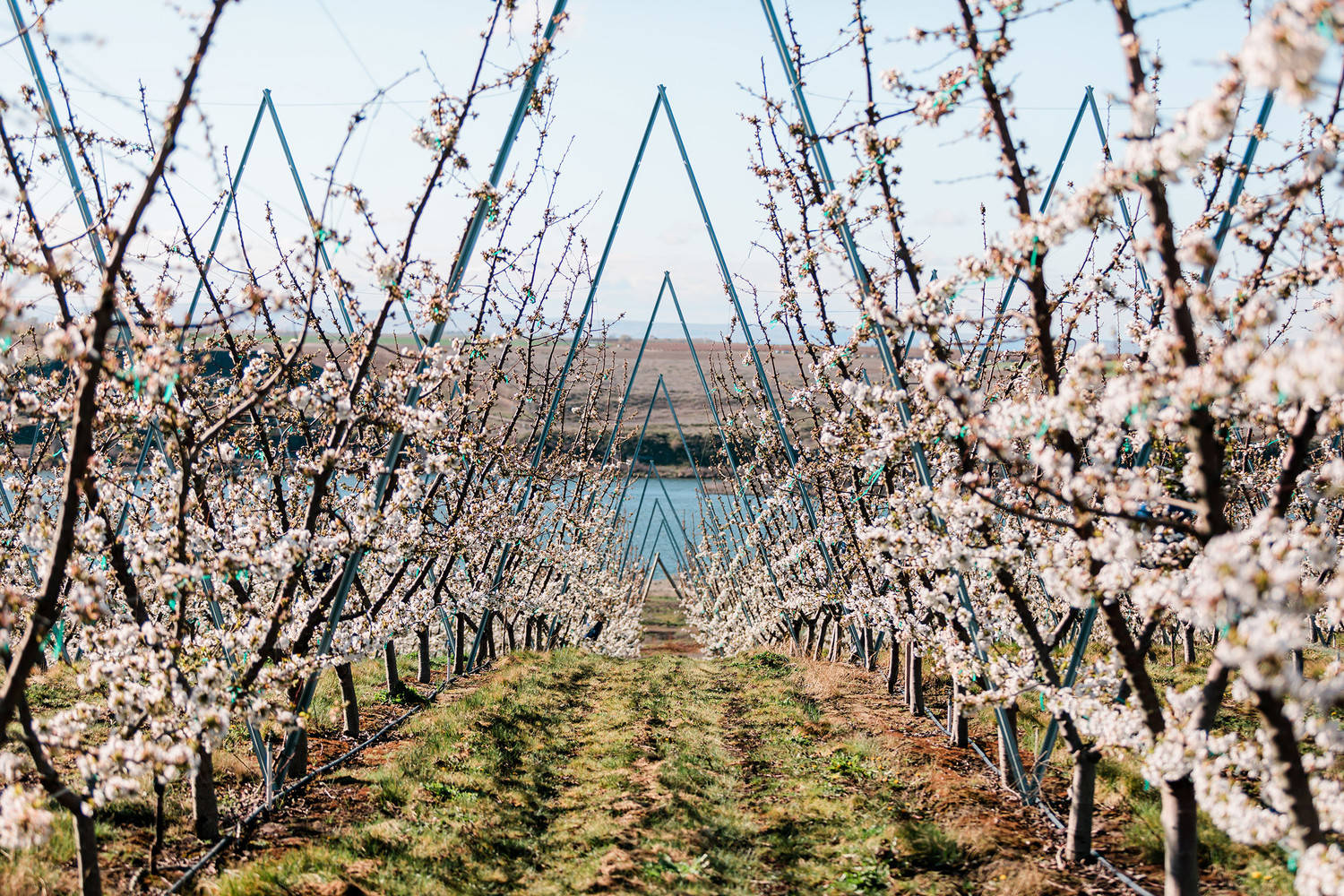 Washington State Apples - Borton Fruit