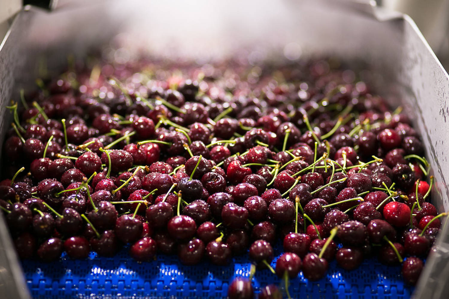 Washington State Rainier and Dark Sweet Cherries - Borton Fruit
