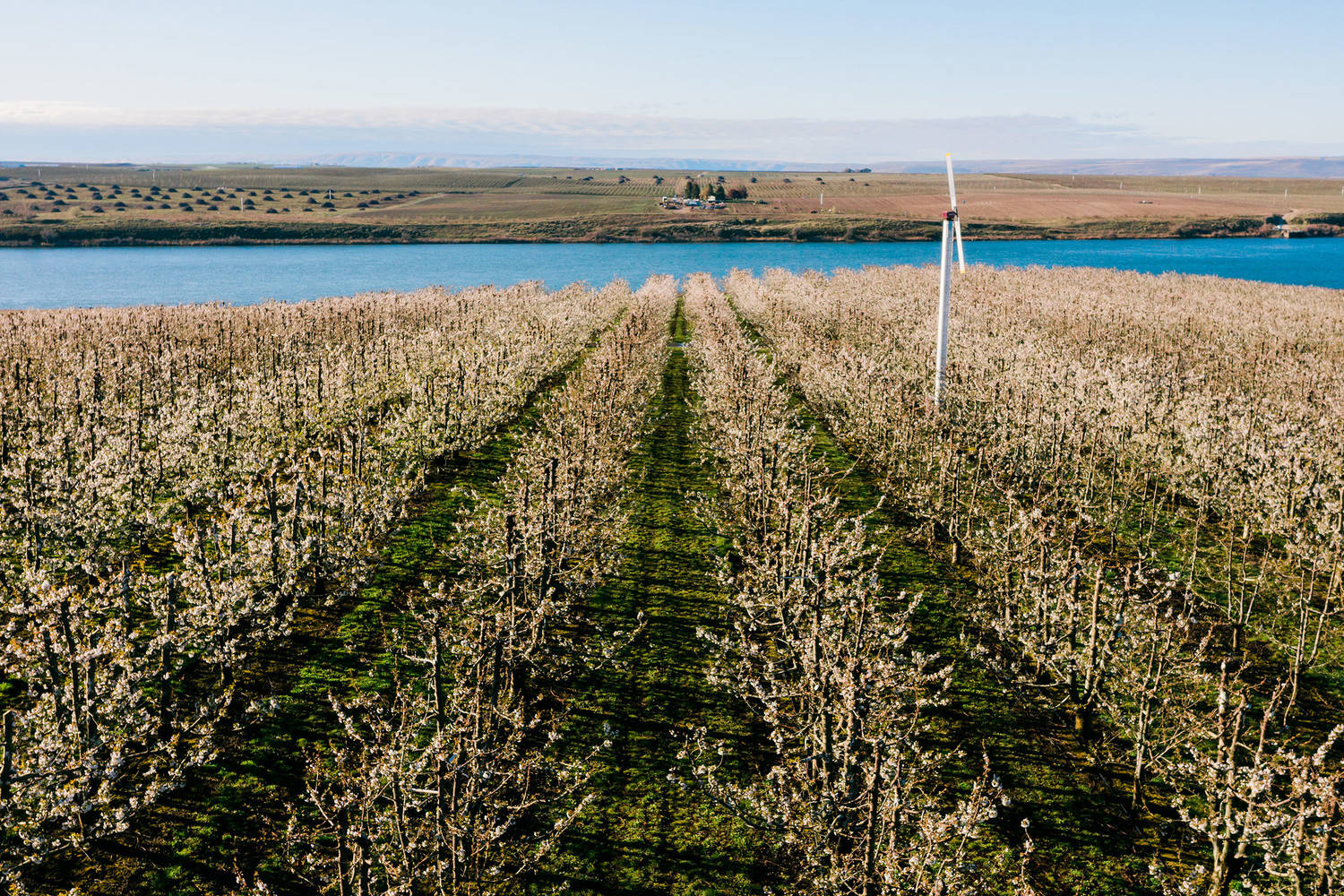 Washington State Apples - Borton Fruit