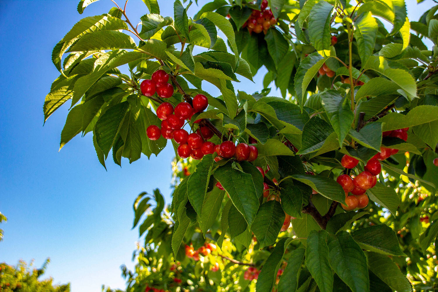 Washington State Rainier and Dark Sweet Cherries - Borton Fruit