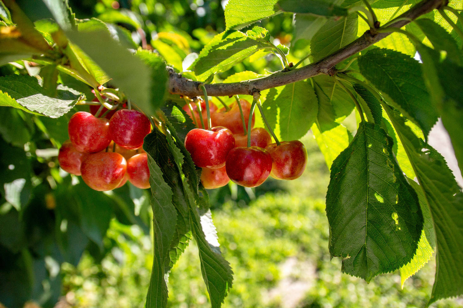 Washington State Rainier and Dark Sweet Cherries - Borton Fruit