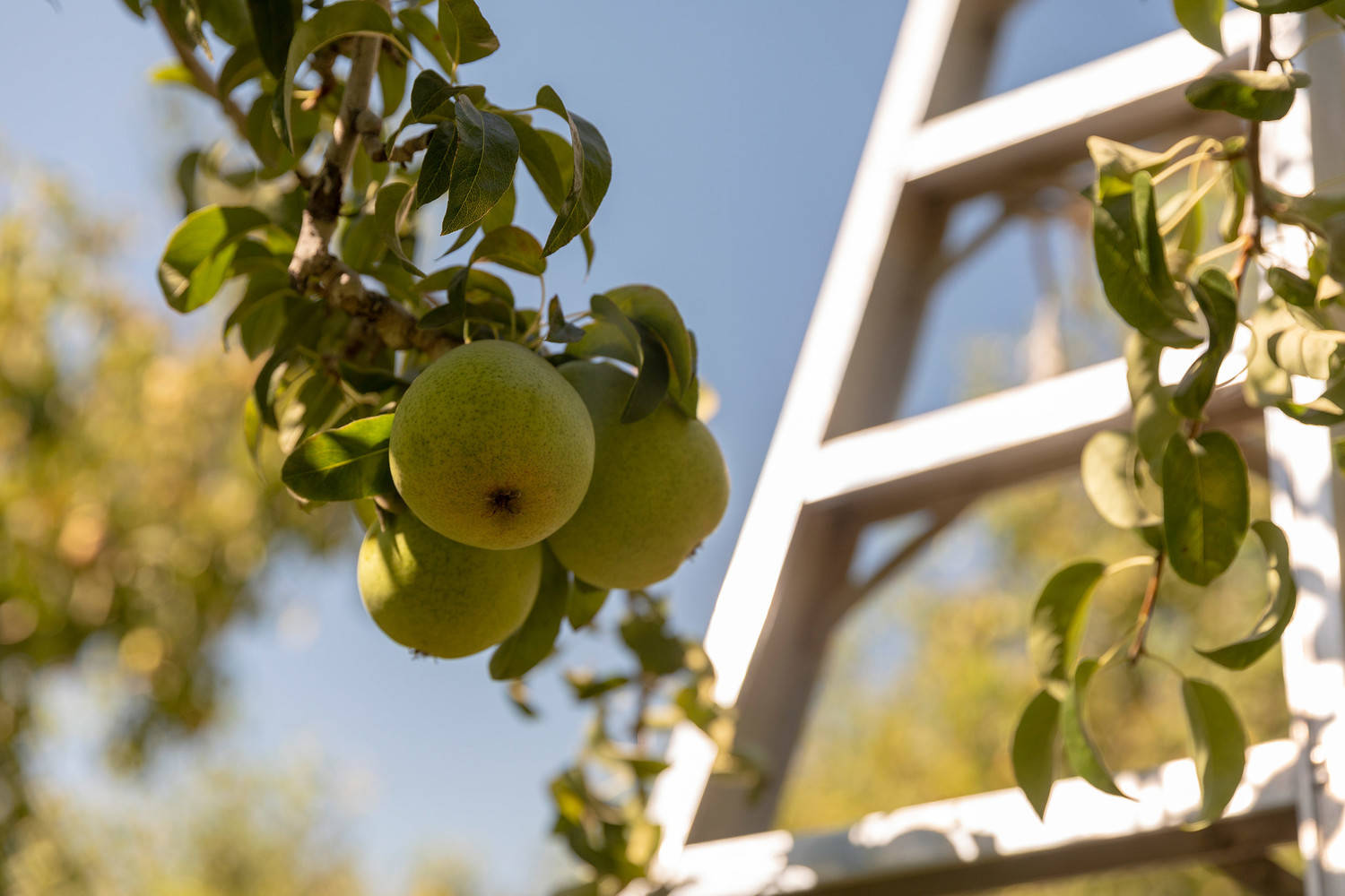 Washington State Pears - Borton Fruit