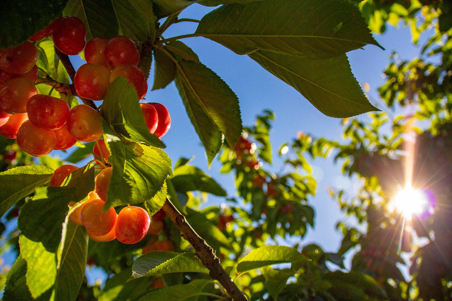 Washington State Rainier and Dark Sweet Cherries - Borton Fruit