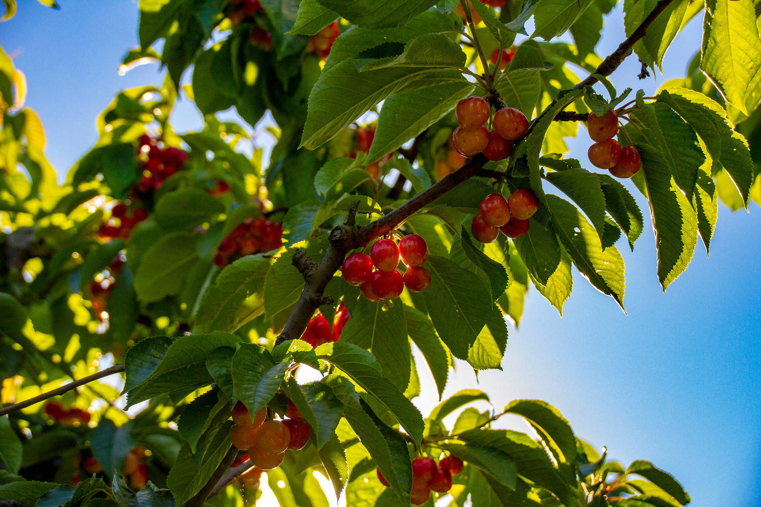 Washington State Rainier and Dark Sweet Cherries - Borton Fruit