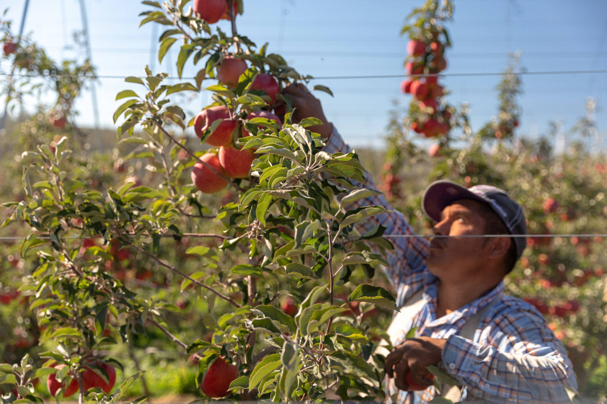 Employment Opportunities - Borton Fruit