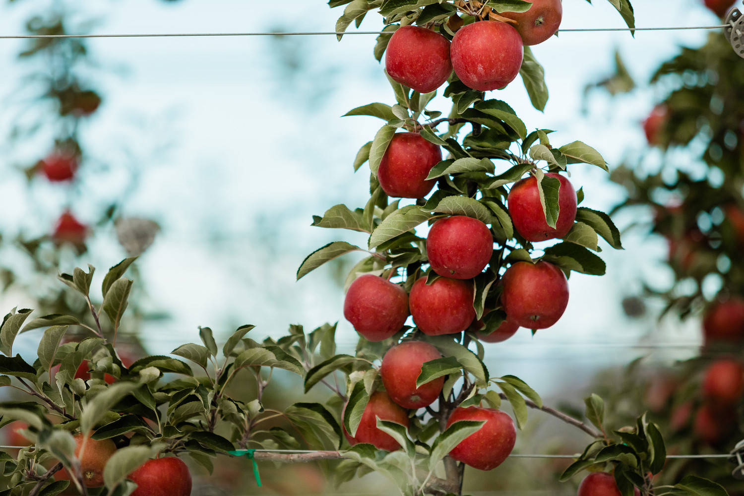 Washington State Apples - Borton Fruit