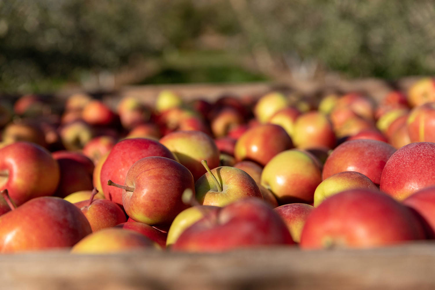 Washington State Apples - Borton Fruit